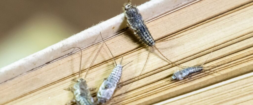 Silverfish Control Brisbane & Gold Coast - Ph: 0411 642 351